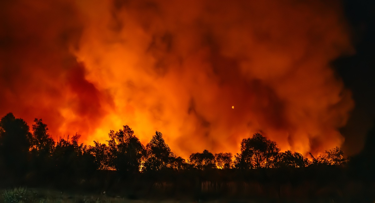 Essentials of FireSafe Landscaping - CLCA